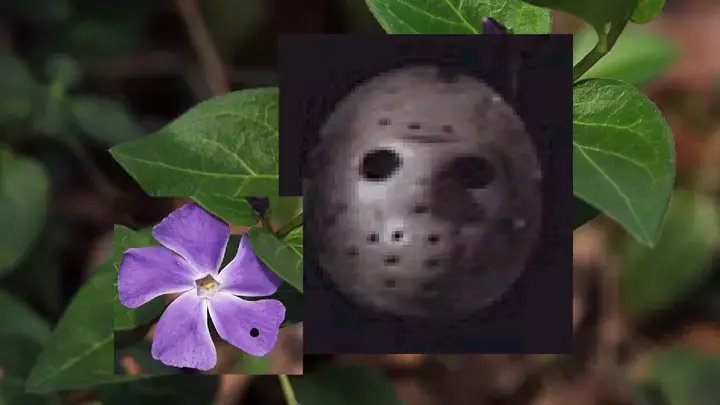 flower meets jason