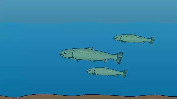 Tiny Salmon