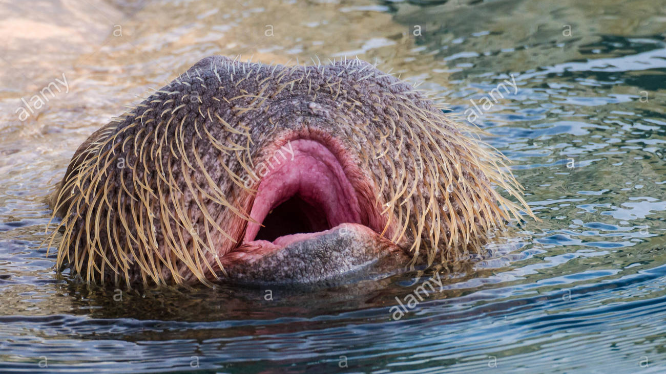 FEED THE WALRUS V1.1