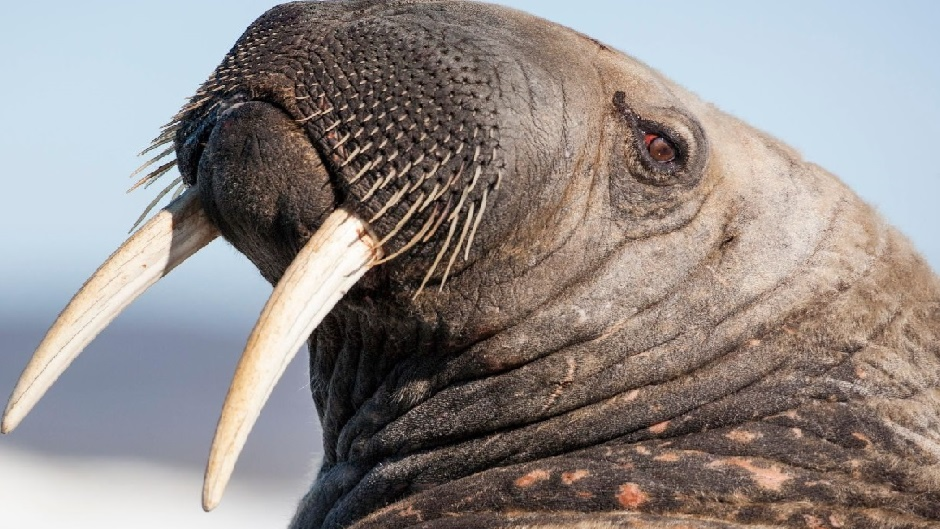 FEED THE WALRUS IN SPACE