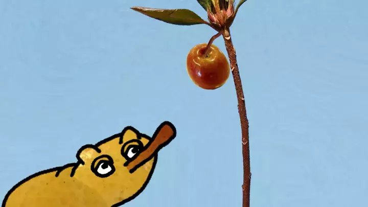 enjoy the fruit