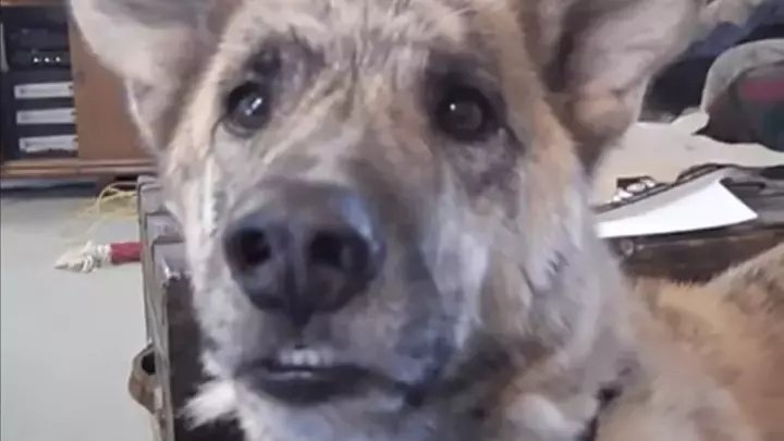 Ultimate Dog Tease Soundboard