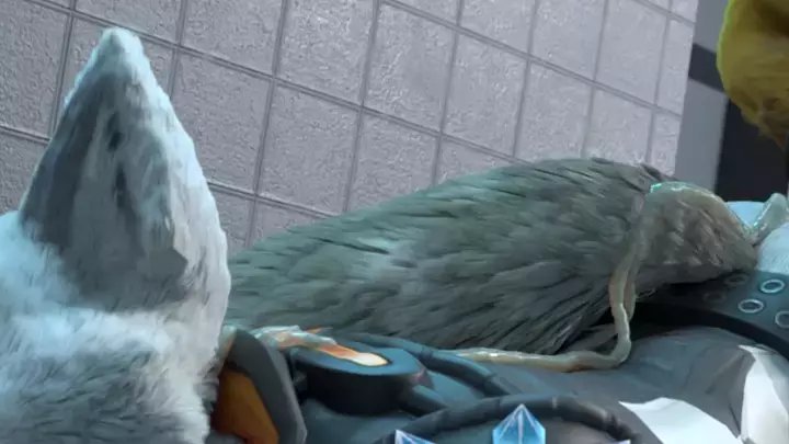 Loop: Volpez and Fennix - Get outfoxxed