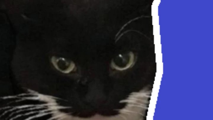 Maxwell The Cat Clicker