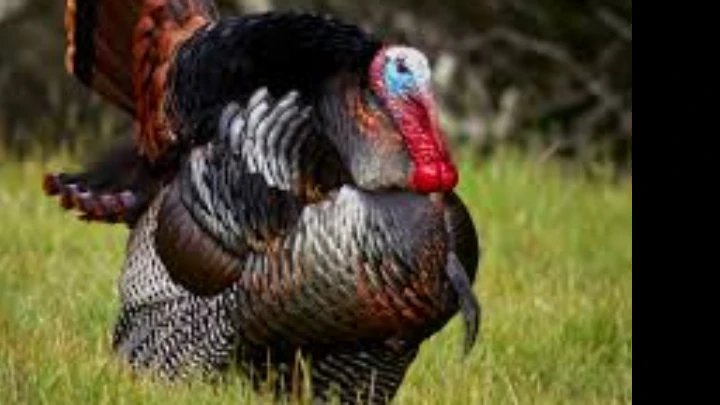 TURKEYS OFF THE MENU