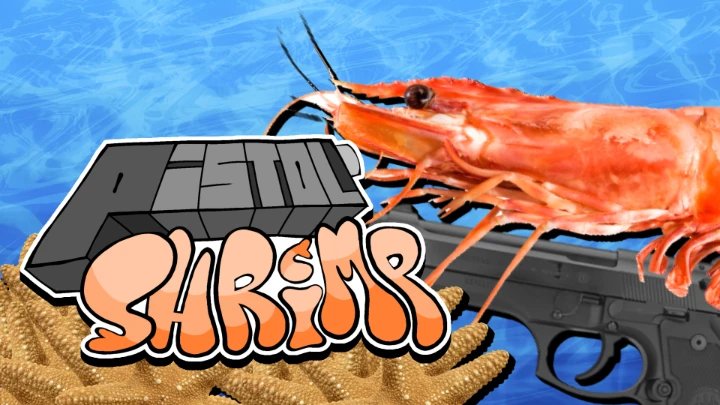Pistol Shrimp