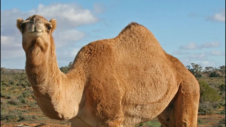 The spectacular joking camel!